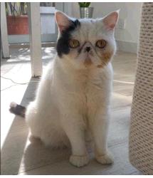 LAP Lifelong Animal Protection Charity