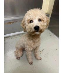 LAP Lifelong Animal Protection Charity